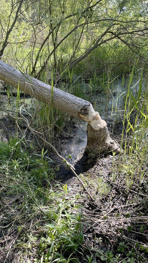 A Tree Chewed and Felled by a Beaver in Poland Stock Photo - Image of ...