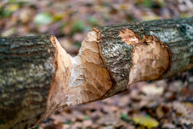 Tree Chewed and Felled by Beaver Stock Image - Image of forest, closeup ...