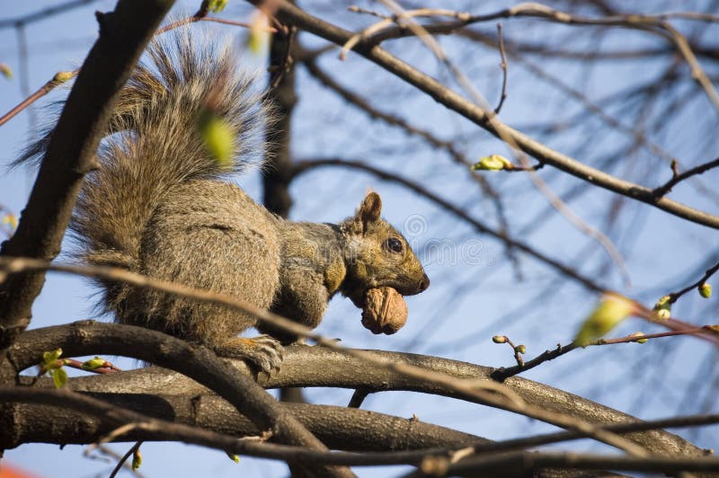 Tree , chewing nut stock photo. Image of animal, creature - 13854254