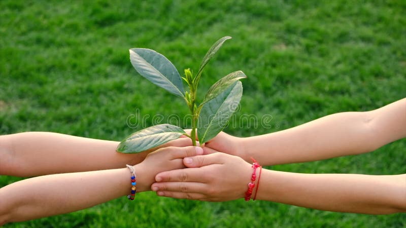 Tree Children Protect Nature with Love. Selective Focus Stock Video ...