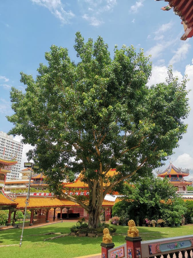 Tree Chinese Temple Garden stock photo. Image of chinese - 166953598