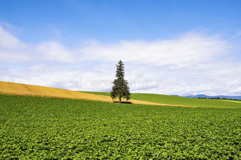 A Tree of Christmas Tree at Biei Patchwork Road, Hokkaido, Japan in ...