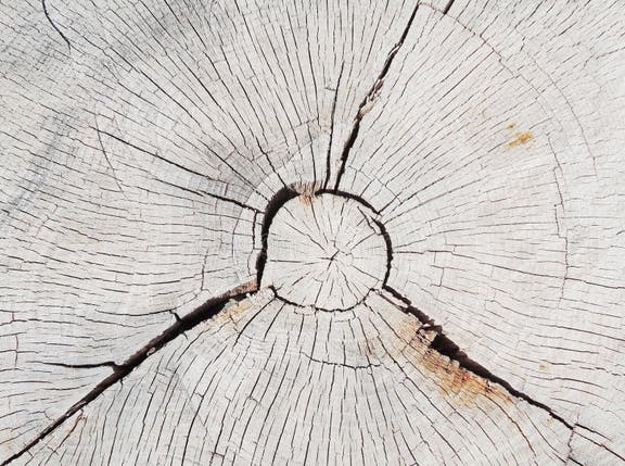 Tree circle texture stock image. Image of detailed, board - 34613897