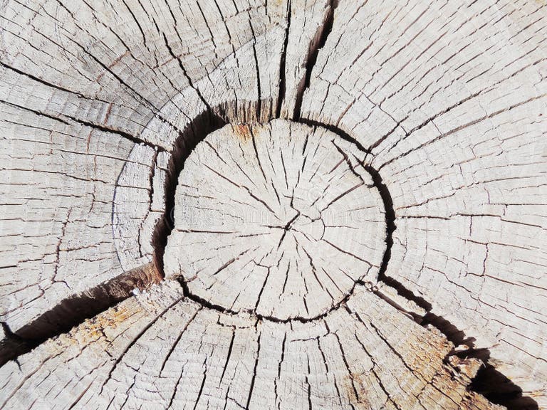 Tree circle texture stock photo. Image of natural, forestry - 34613916