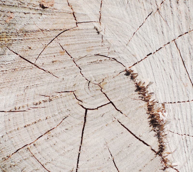 Tree circle texture stock photo. Image of natural, forestry - 34613916