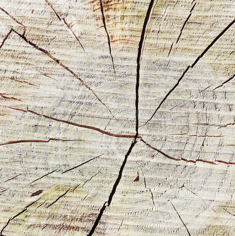 Tree circle texture stock photo. Image of forest, brown - 39695256