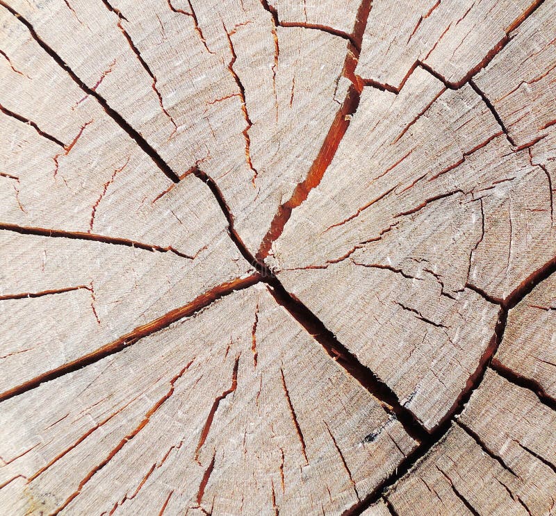 Tree circle texture stock photo. Image of natural, forestry - 34613916