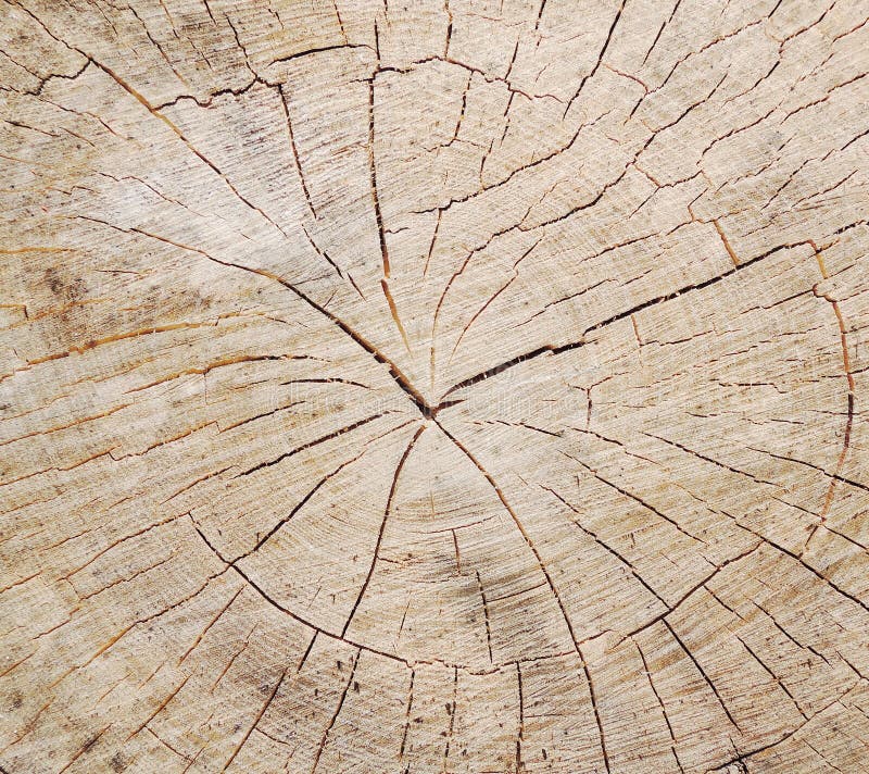 Tree circle texture stock photo. Image of natural, forestry - 34613916