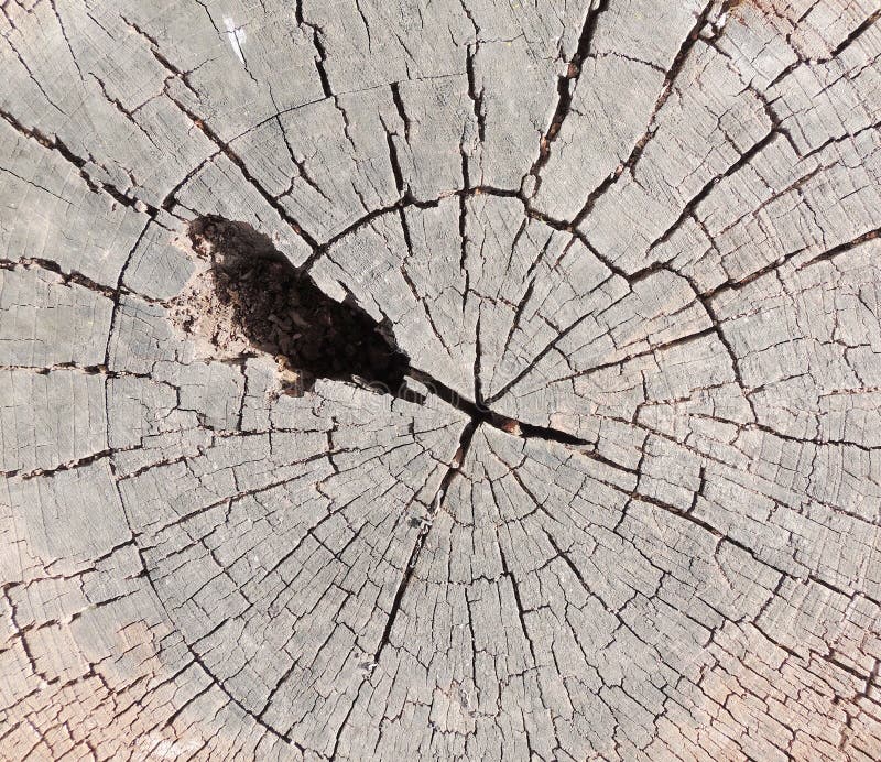 Tree Circle Rings Old Weathered Wood Texture with the Cross Section of ...