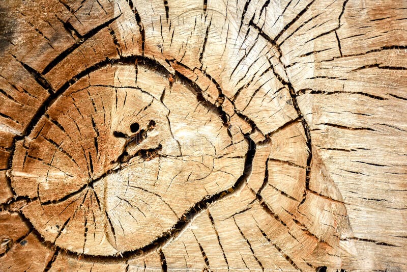 Tree circles stock photo. Image of natural, circle, texture - 97998394