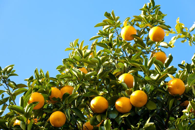 Tree of the Citrus Fruit is Ripe Stock Photo - Image of life, exotic ...