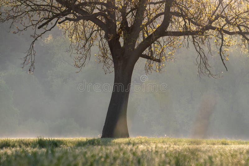 Tree in City Park Early Morning Stock Image - Image of recreation ...