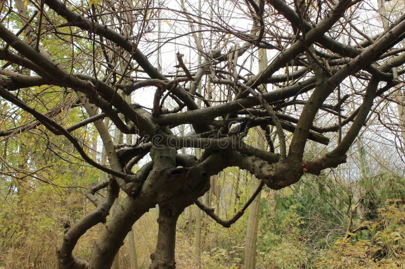 A Tree with a Curved Trunk and Branches. Canada. Stock Photo - Image of ...