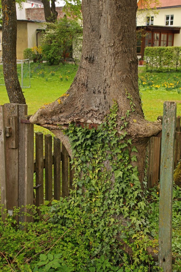 Tree stock photo. Image of clasps, clasp, metal, pathways - 90816712