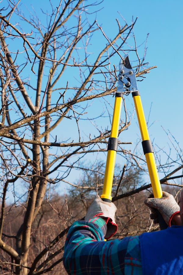 Care taking tree stock image. Image of hands, tree, blue - 18753419
