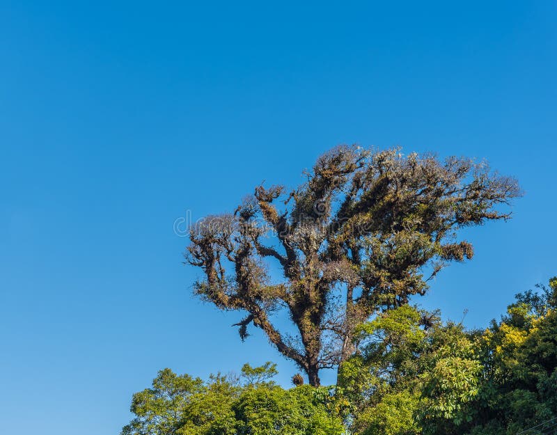 Tree and Clear Blue Sky Background. Stock Image - Image of season ...