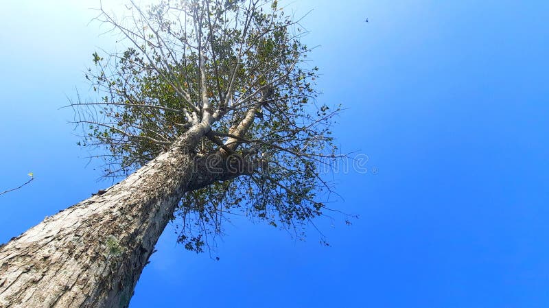 Tree and a Clear Blue Sky with No Cloud Stock Photo - Image of tree ...