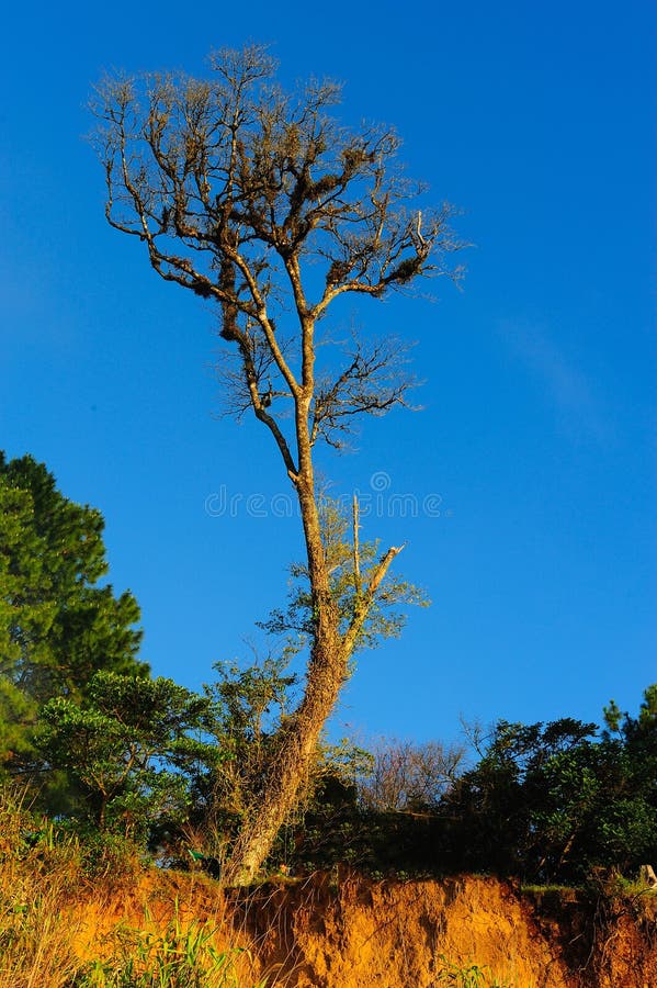 Tree with clear blue sky stock image. Image of england - 39045605