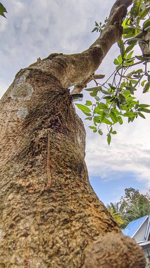 Tree in Clear White and Bluesky Stock Image - Image of clear, tree ...