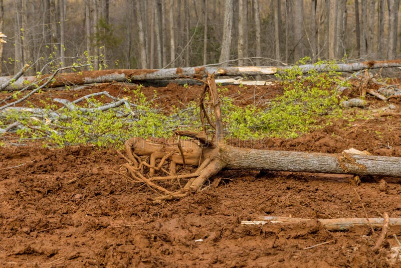 Tree Clearing for Housing Preparation Land New Residential Development ...