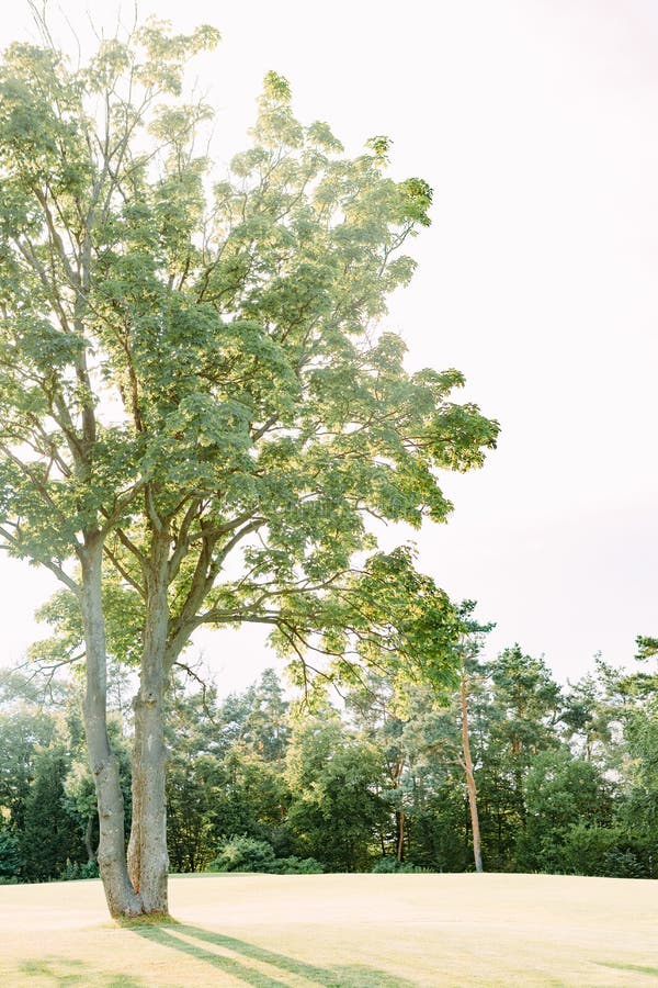 Tree Clearing Mowed Lawn Bright Light Ecological Stock Photo - Image of ...