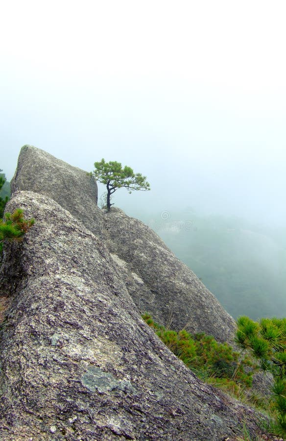 Tree on Cliff stock photo. Image of gorge, travel, blue - 3437554