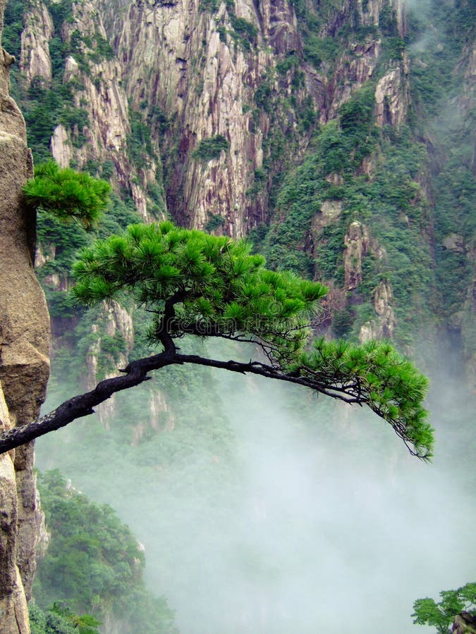 Tree on Cliff stock image. Image of gorge, mist, anhui - 3437579