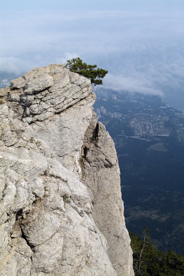 Tree On The Cliff. Picture Image: 4945684