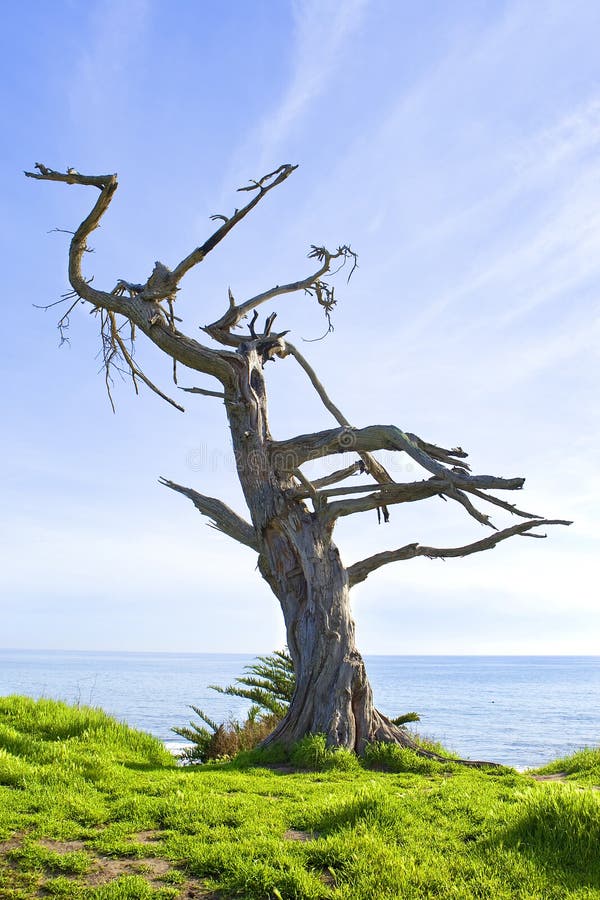 Tree on a cliff stock image. Image of botanical, scene - 8454675