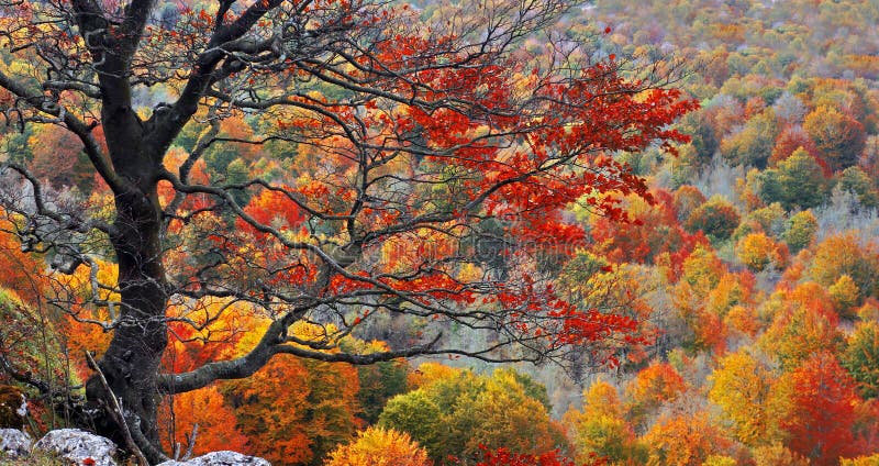 Tree on Cliff with Autumn Colors Stock Photo - Image of autumn, fall ...