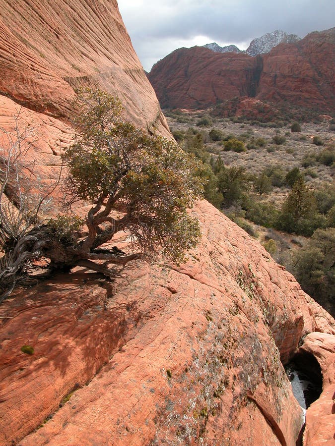 Tree On Cliff Edge Picture. Image: 166885