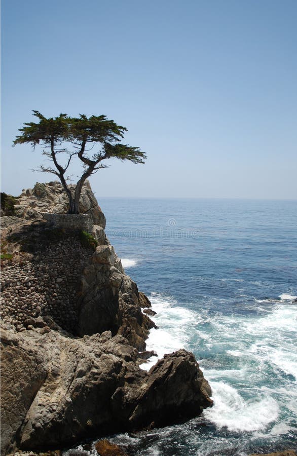 Tree on a Cliff, Pacific Ocean Stock Photo - Image of cypress, shore ...
