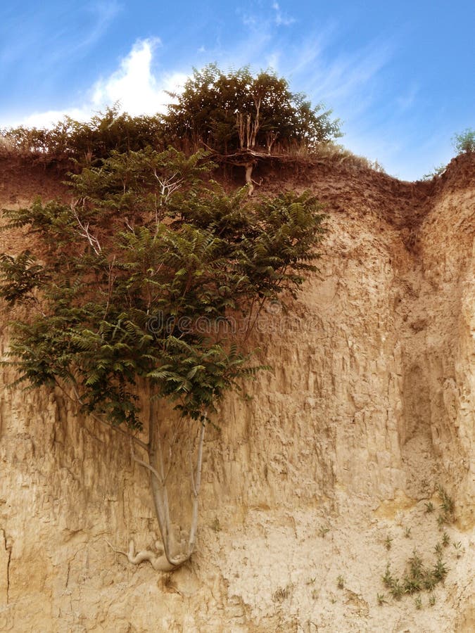 Pine Tree Cliff Edge Stock Images - Download 841 Royalty Free Photos