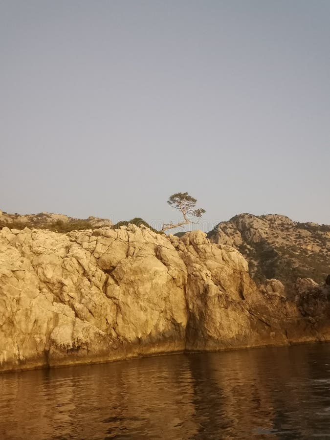 Tree on a Cliff in the Sea at Sunset Stock Image - Image of outdoor ...