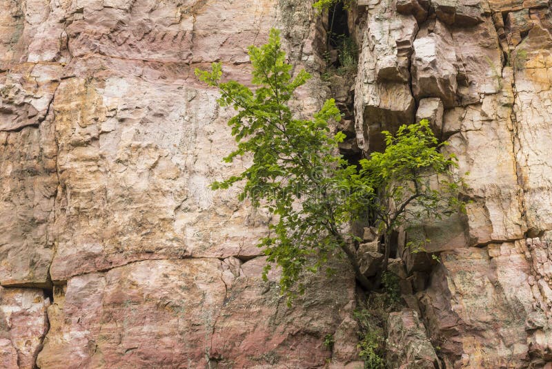 Tree in Cliff stock photo. Image of scenic, cliff, stone - 97868384
