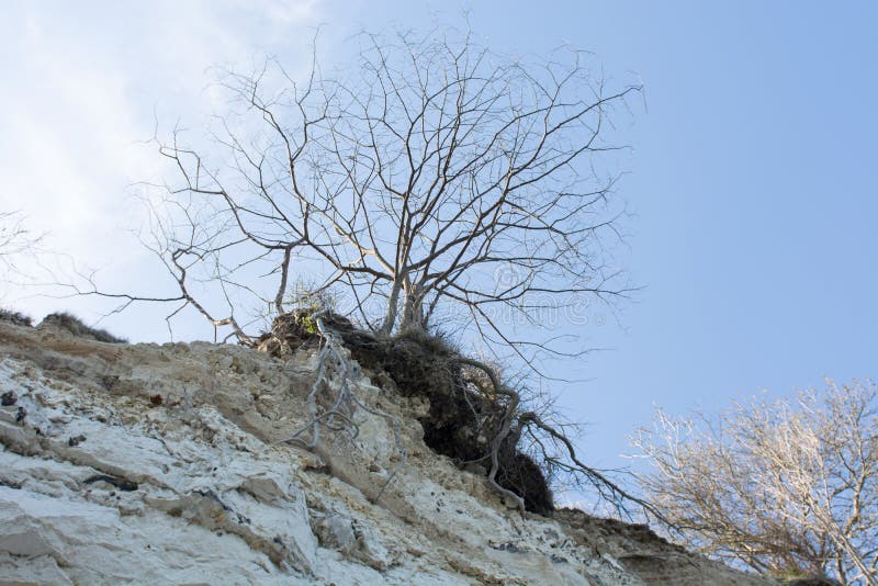 Tree on cliff top stock photo. Image of hill, cliff, outdoor - 56209182
