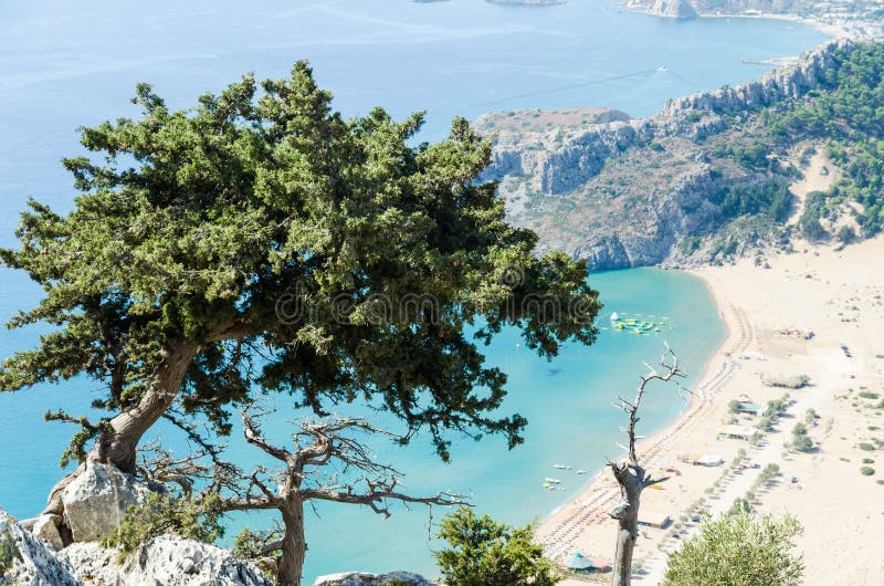 Tree on a cliff stock photo. Image of tree, landscape - 56458576