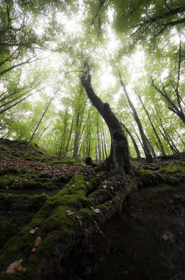 Tree on Cliffs in Green Forest Stock Image - Image of wilderness ...