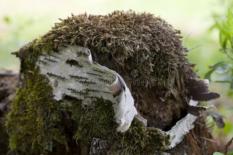 Tree climacium moss stock image. Image of wild, birch - 90061307