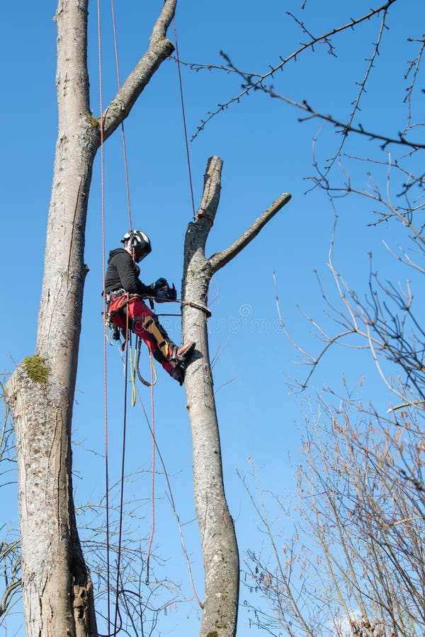Tree Climber Fells a Tree Piece by Piece Stock Image - Image of strong ...