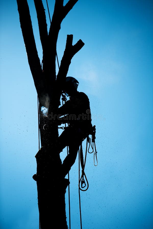 Tree Climber Fells a Tree Piece by Piece Stock Photo - Image of forest ...