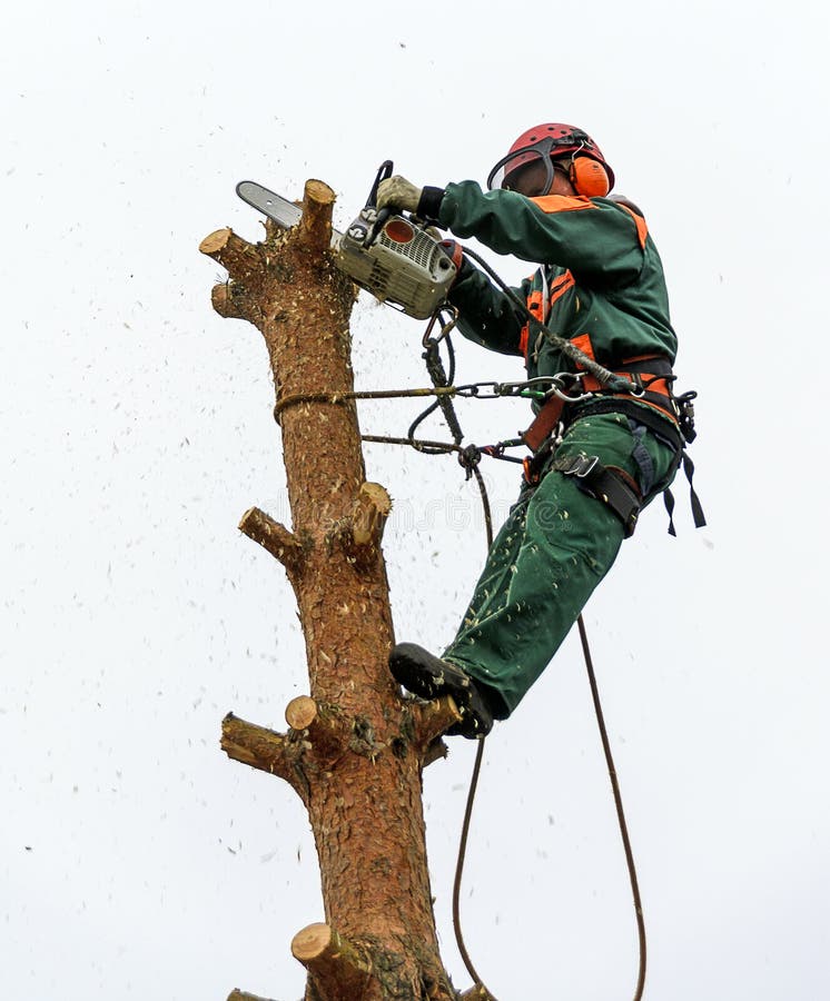 Tree climber on a pine stock image. Image of chain, trunk - 180309187