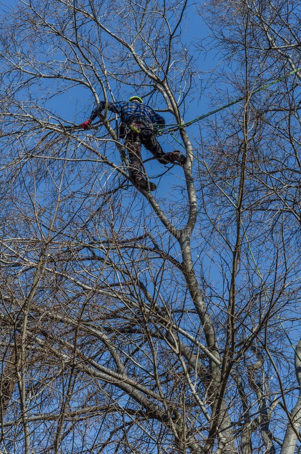 Tree climber stock photo. Image of trees, beds, work - 76079652