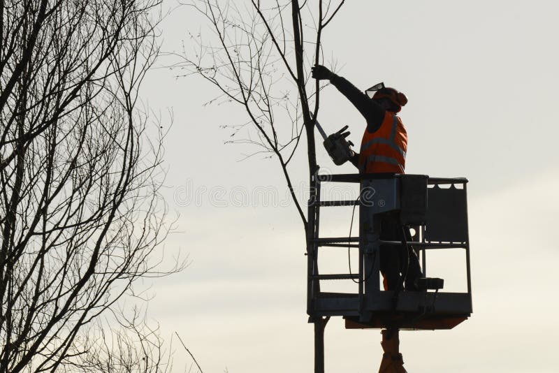 Tree Climber with Saw and Harness, Lumberjack at Work Editorial ...