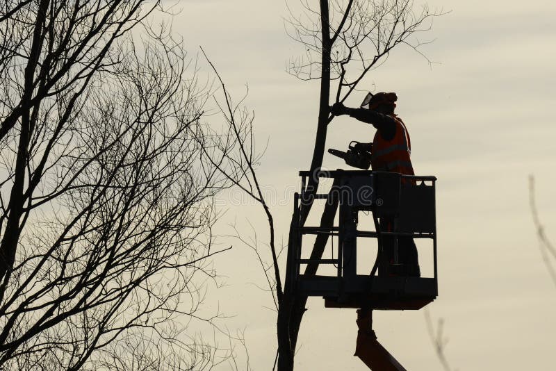 Tree Climber with Saw and Harness, Lumberjack at Work Editorial ...