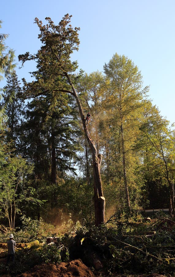 Forest Workers Cutting Trees Stock Photo - Image of safety, garden ...