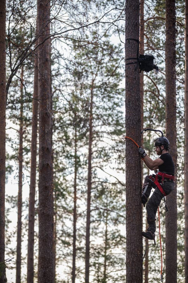 Tree Climber Up in a Tree with Climbing Gear Stock Image - Image of ...
