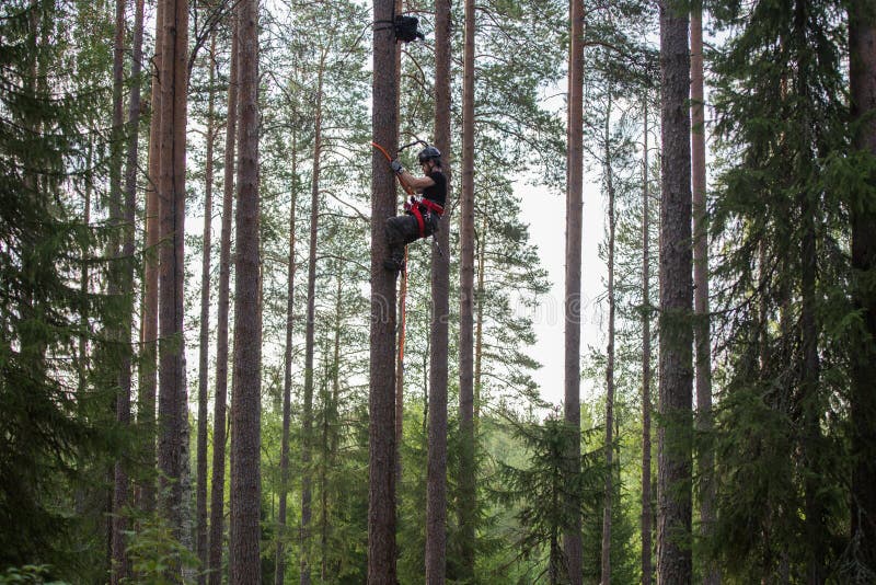 Tree Climber Up in a Tree with Climbing Gear Stock Image - Image of ...