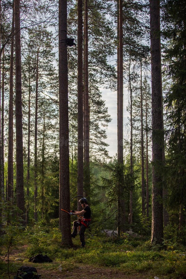 Tree Climber Up in a Tree with Climbing Gear Stock Photo - Image of ...