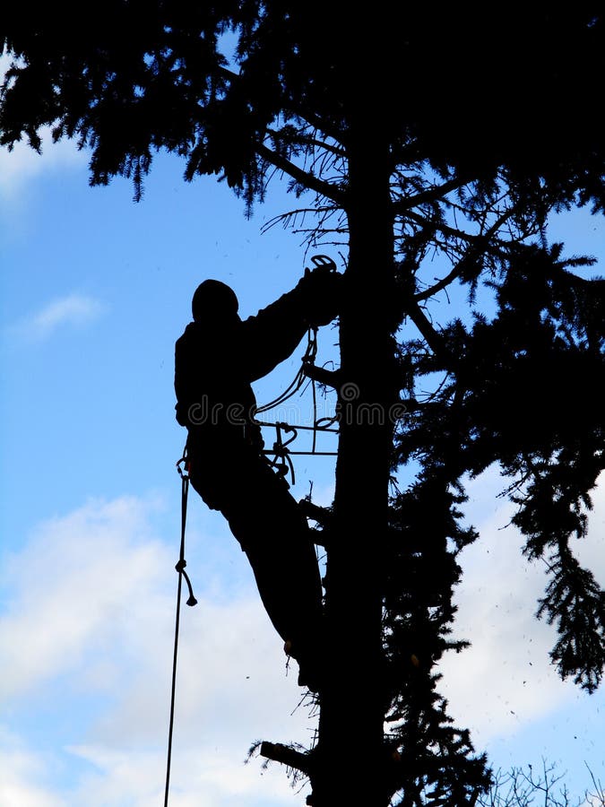 Tree Climber at Works Silhouette Stock Image - Image of light ...